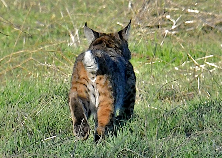 update on Central California bobcat site – Mammal Watching