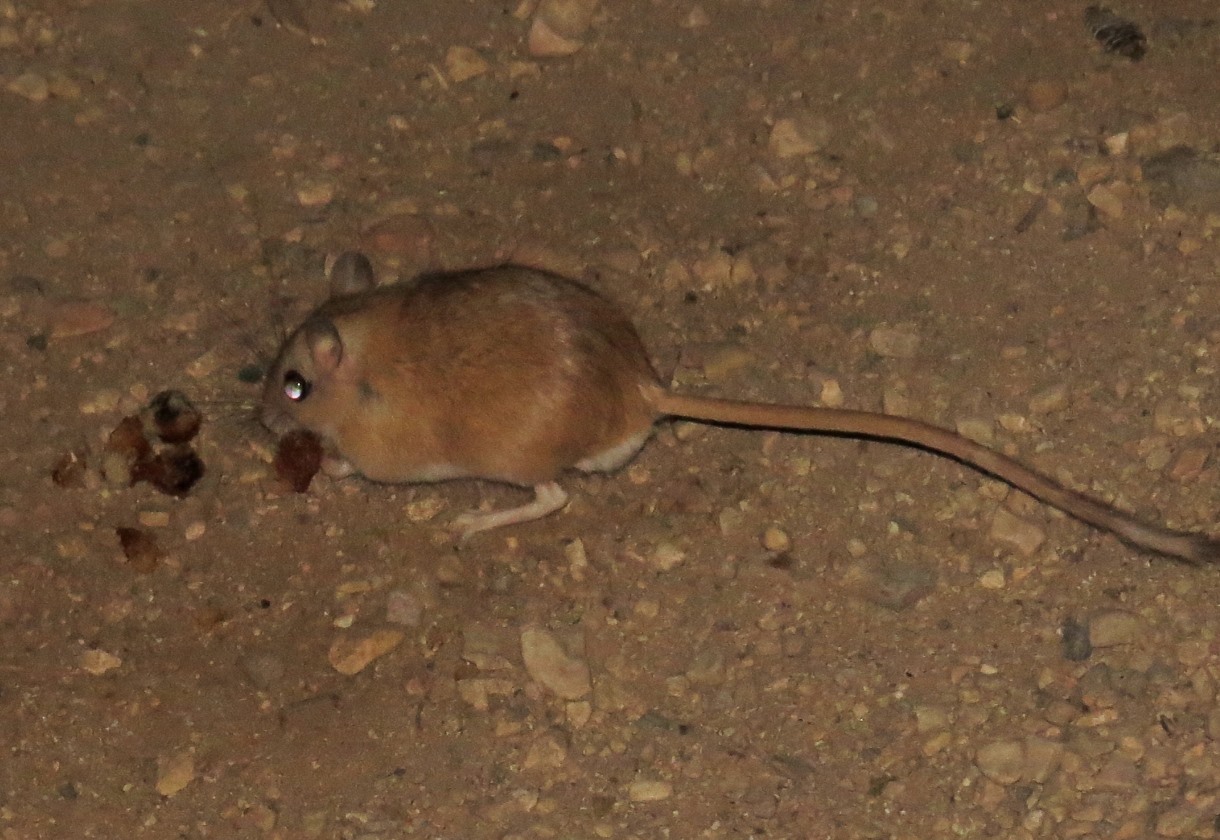Israeli rodent and cat - Mammal Watching