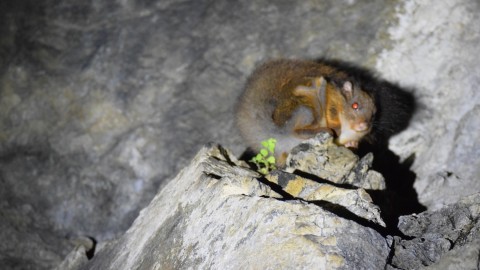 New Trip Report: Peninsula Malaysia, Borneo and Singapore - Mammal Watching