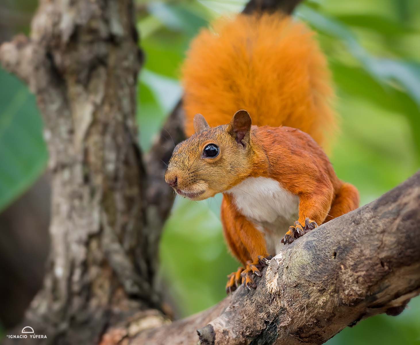 Cottontop and White-handed Tamarins in Cartagena, Colombia - Mammal ...