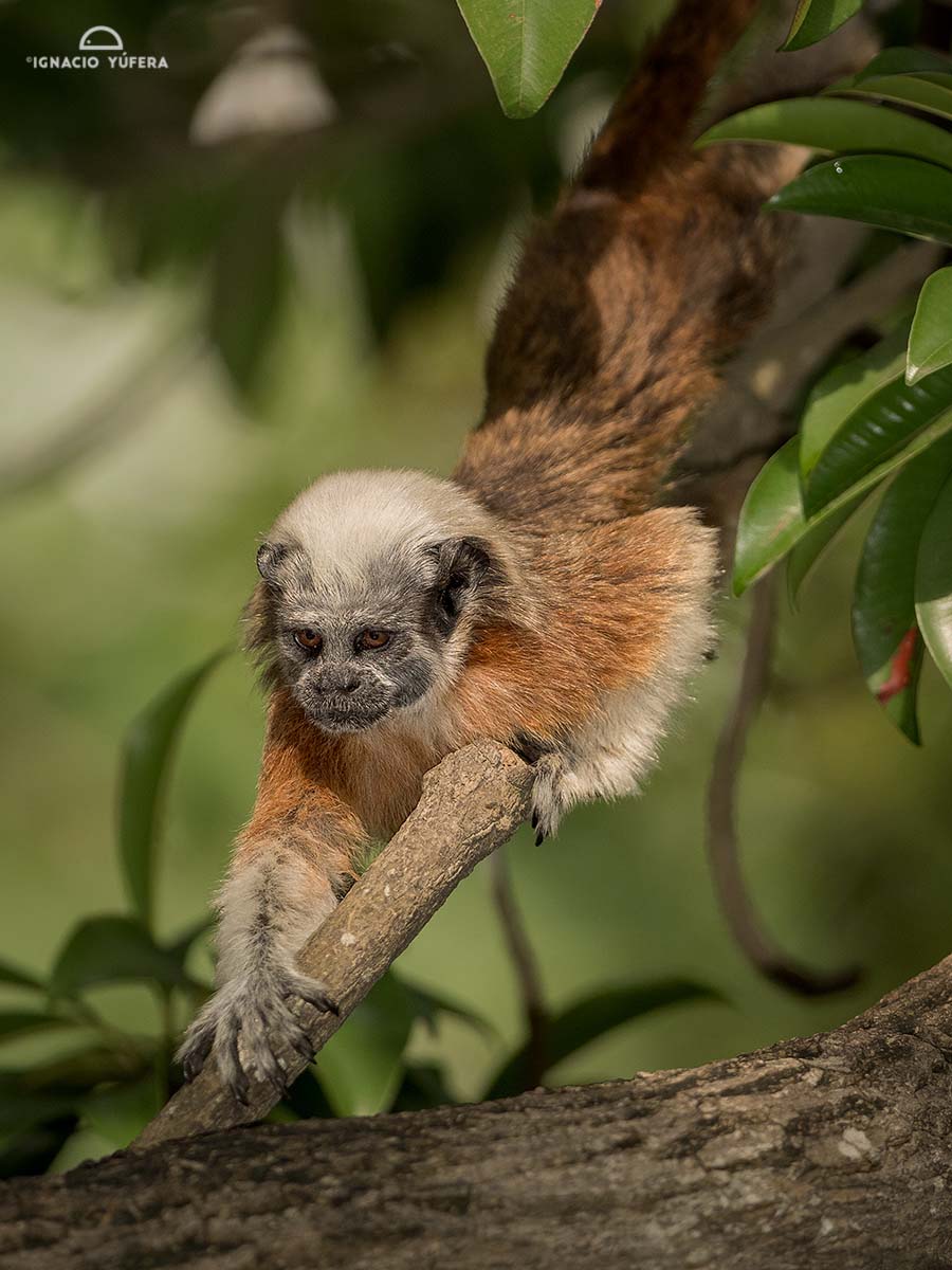 Cottontop and White-handed Tamarins in Cartagena, Colombia - Mammal ...