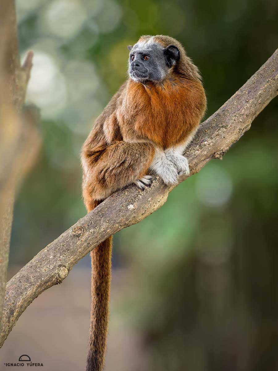 Cottontop and White-handed Tamarins in Cartagena, Colombia - Mammal ...