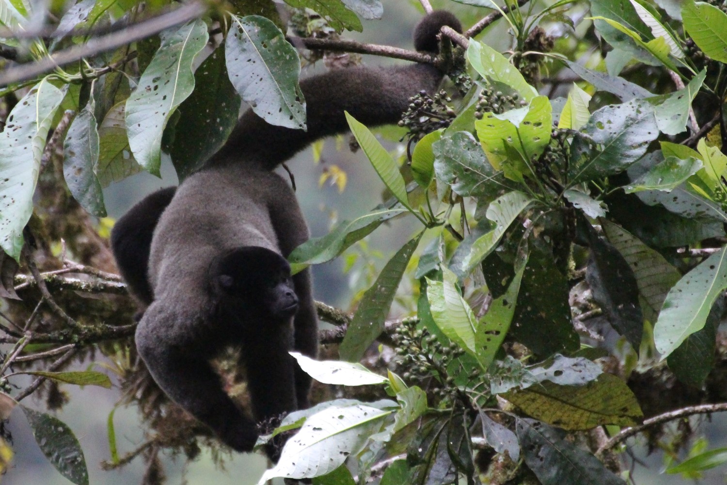 Significant range expansion for Silvery Woolly Monkey? - Mammal Watching