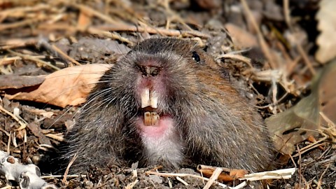 Two new reports from the Sea of Cortez and Baja California - Mammal ...