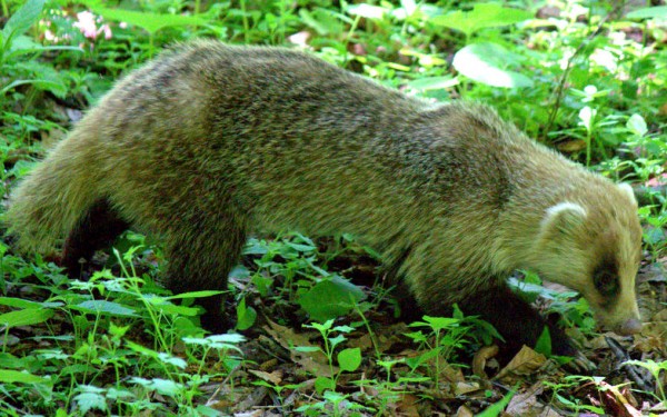 Takao-San (Tokyo) Night Safari - Mammal Watching