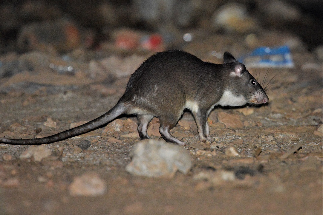 New Trip Report: Ghana (including 2 Pangolin species) - Mammal Watching