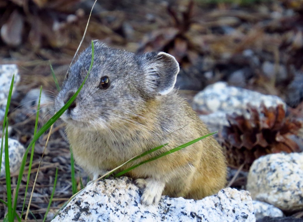 where is the best easy trail to find pikas in California? - Mammal Watching