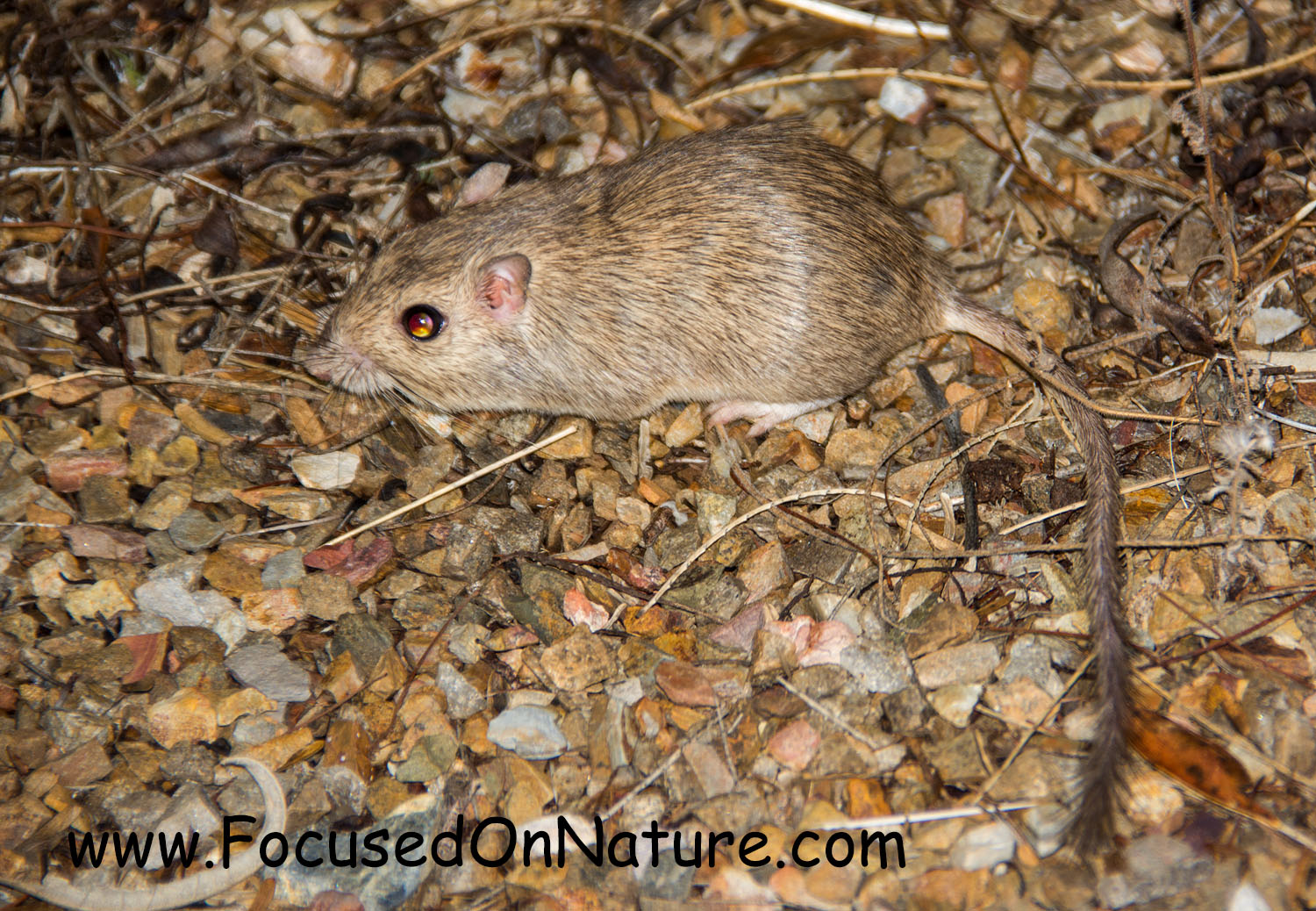 Rodent ID Help - Mammal Watching