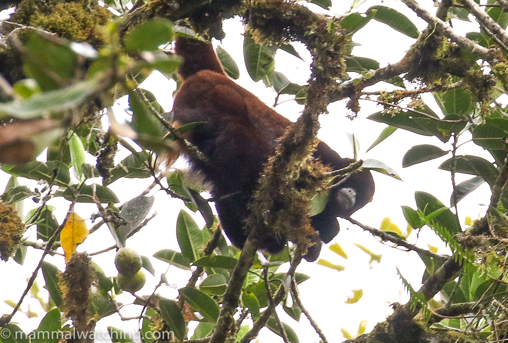 Yellow Tailed Woolly Monkey
