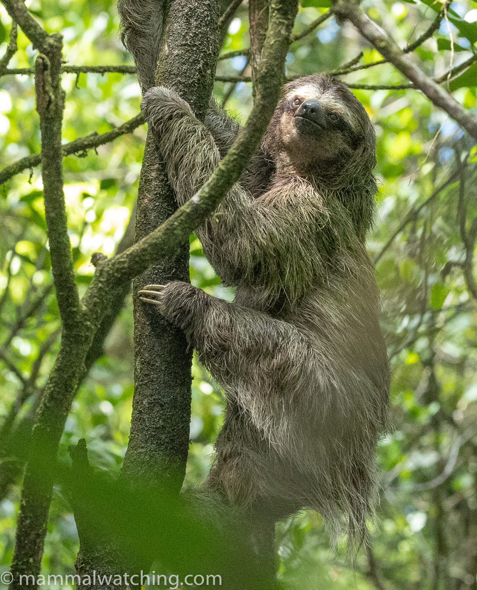 Panama: Pygmy Sloths and Rainforest Rodents, May 2022 - Mammal Watching