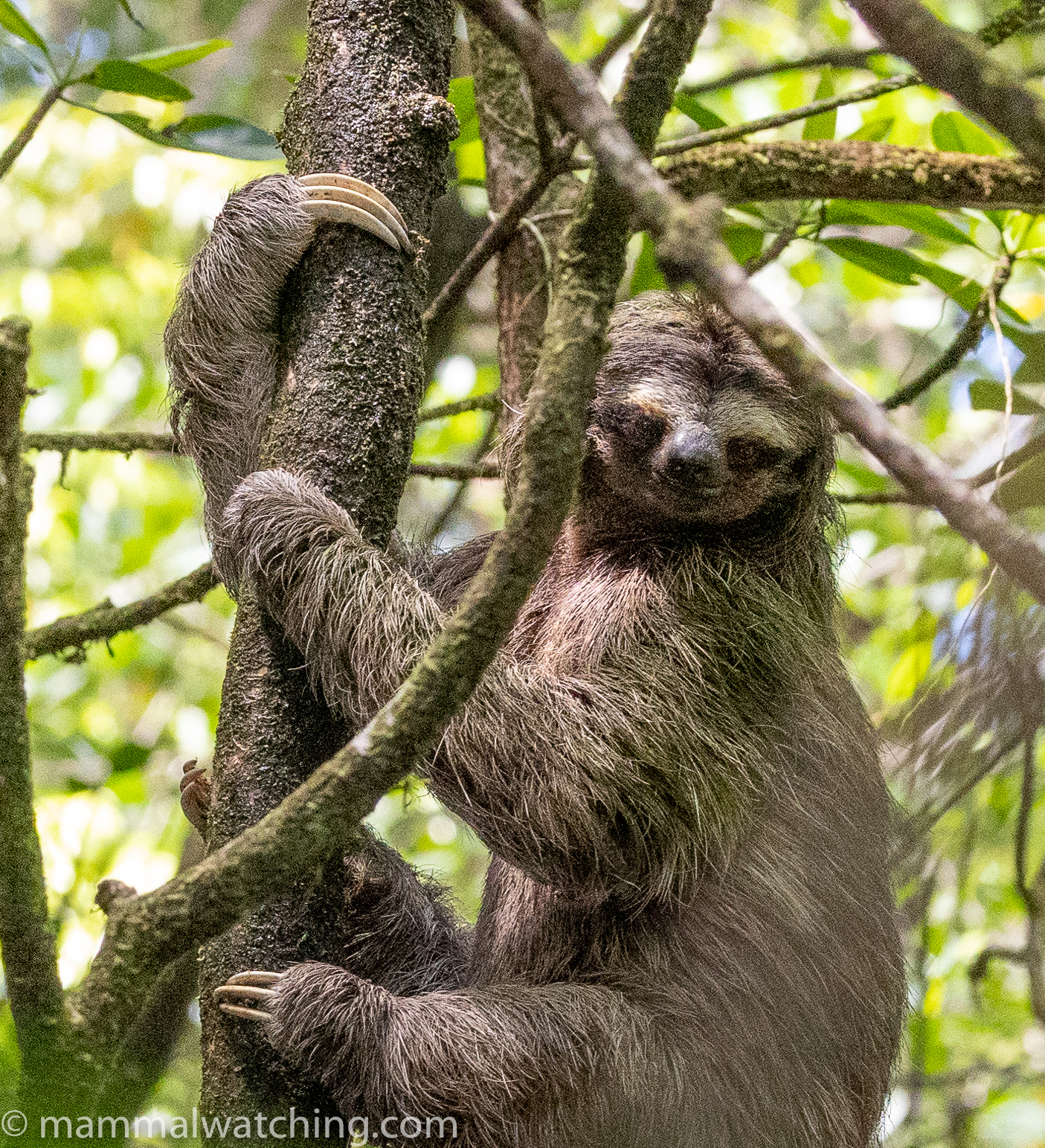 Panama: Pygmy Sloths and Rainforest Rodents, May 2022 - Mammal Watching