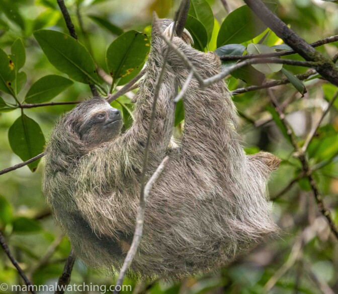 Panama: Pygmy Sloths and Rainforest Rodents, May 2022 - Mammal Watching