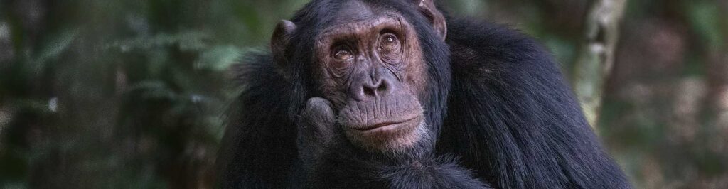 Primates – Mammal Watching