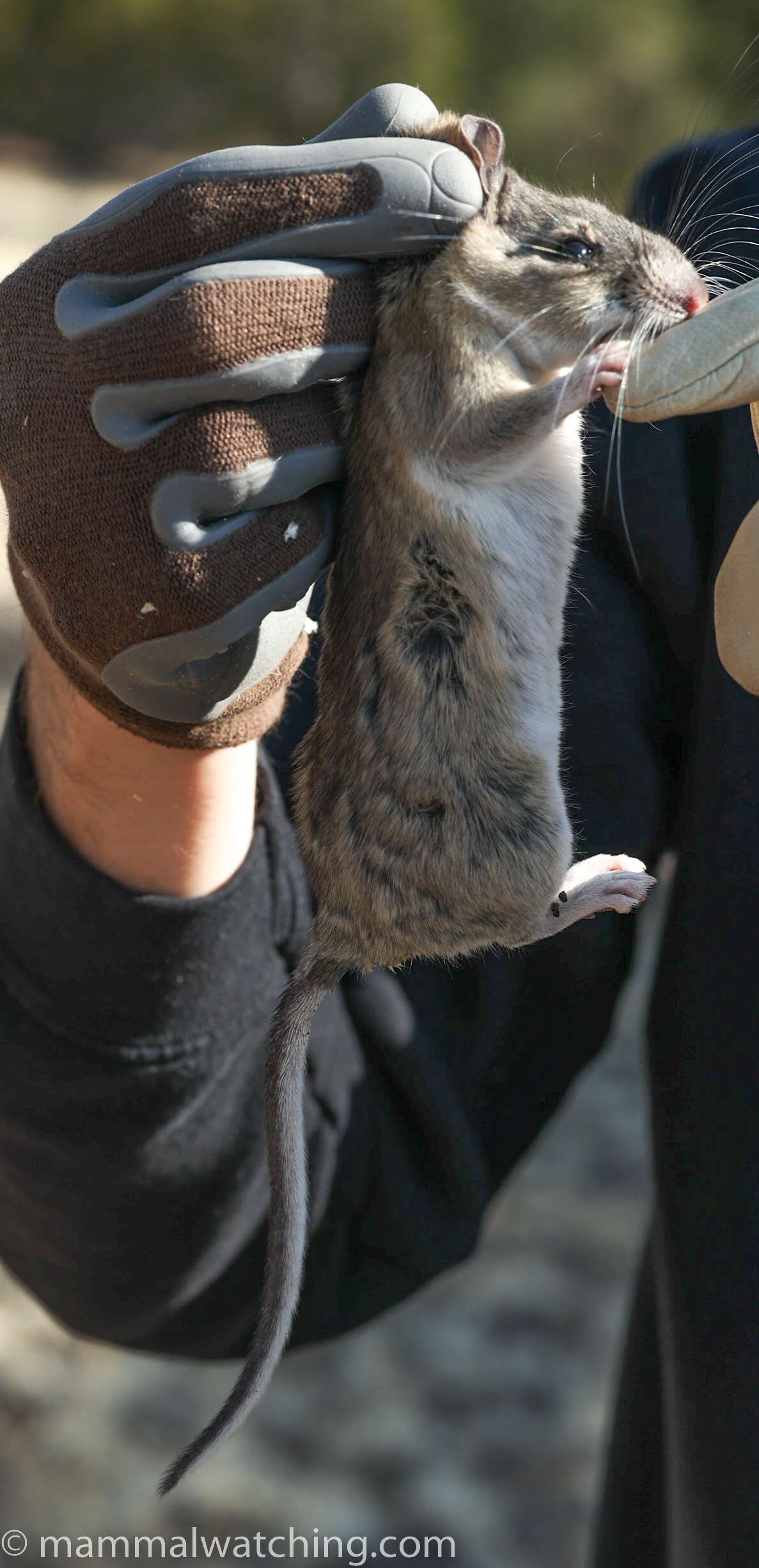 Weekend around Springerville, Arizona - Mammal Watching