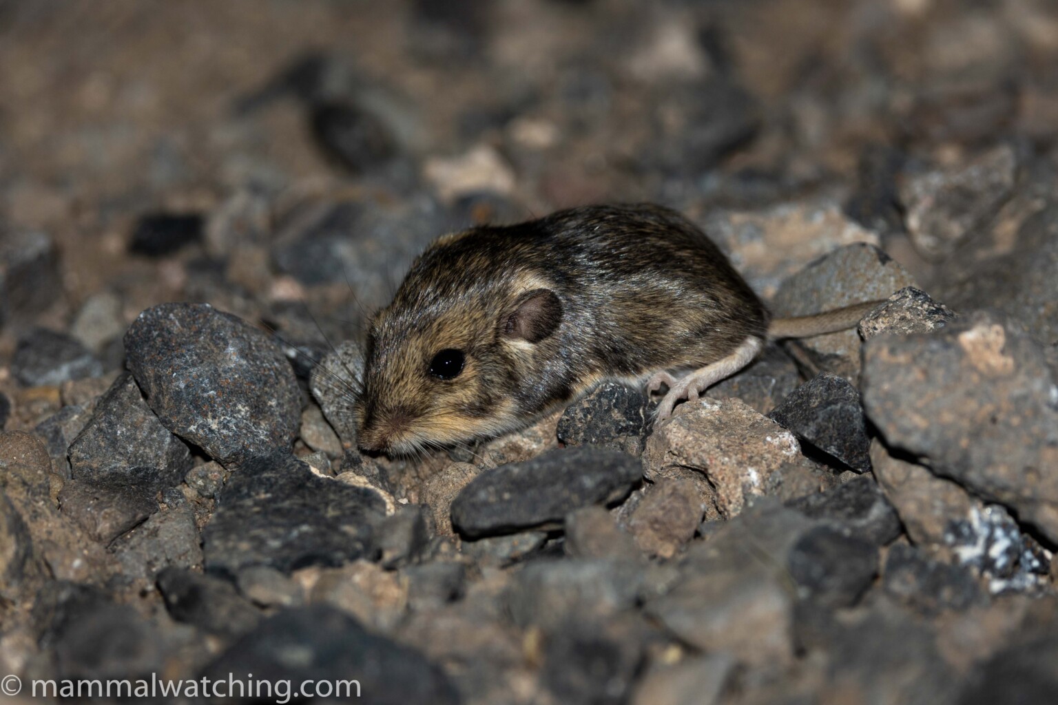 Weekend around Springerville, Arizona - Mammal Watching