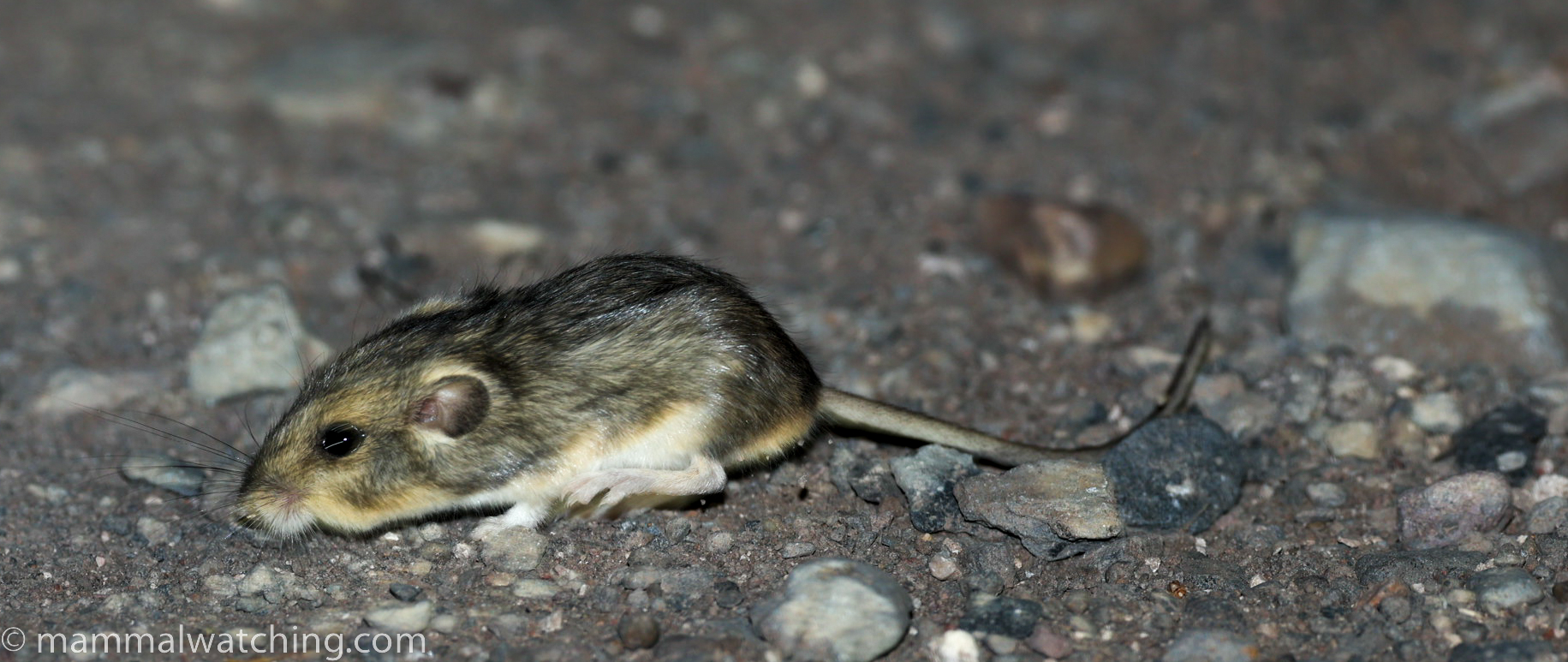 Weekend around Springerville, Arizona - Mammal Watching