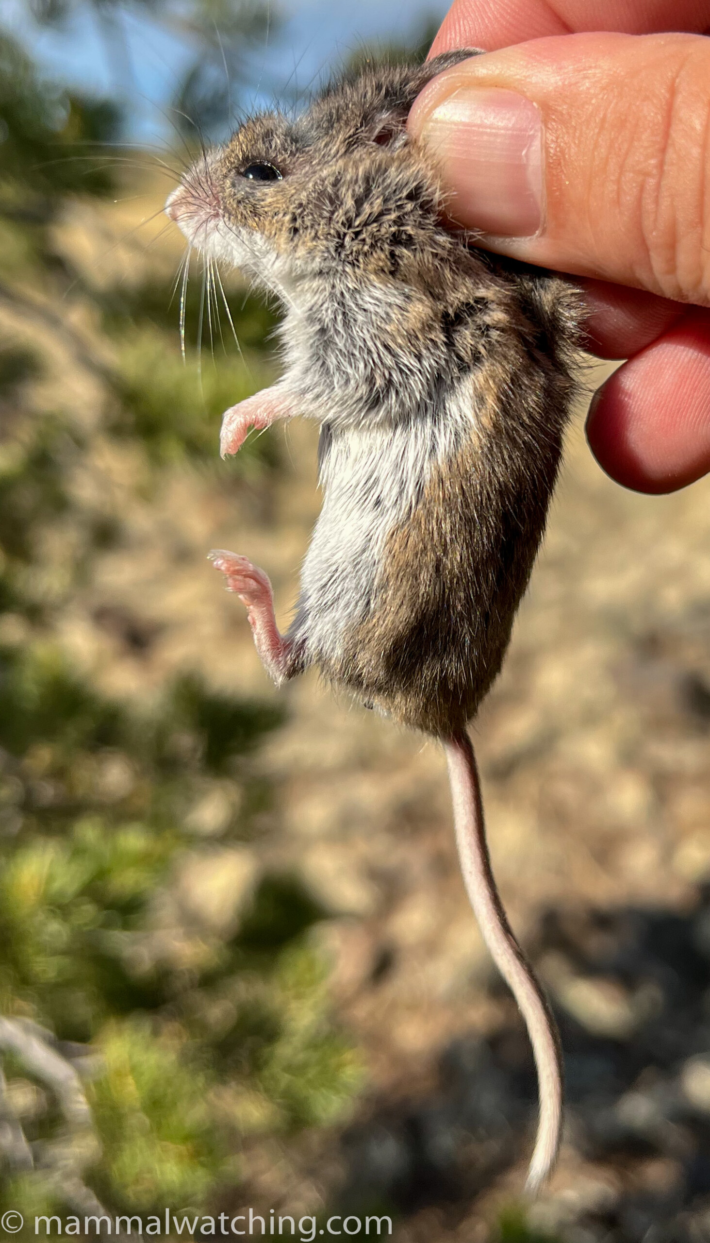 Weekend around Springerville, Arizona - Mammal Watching
