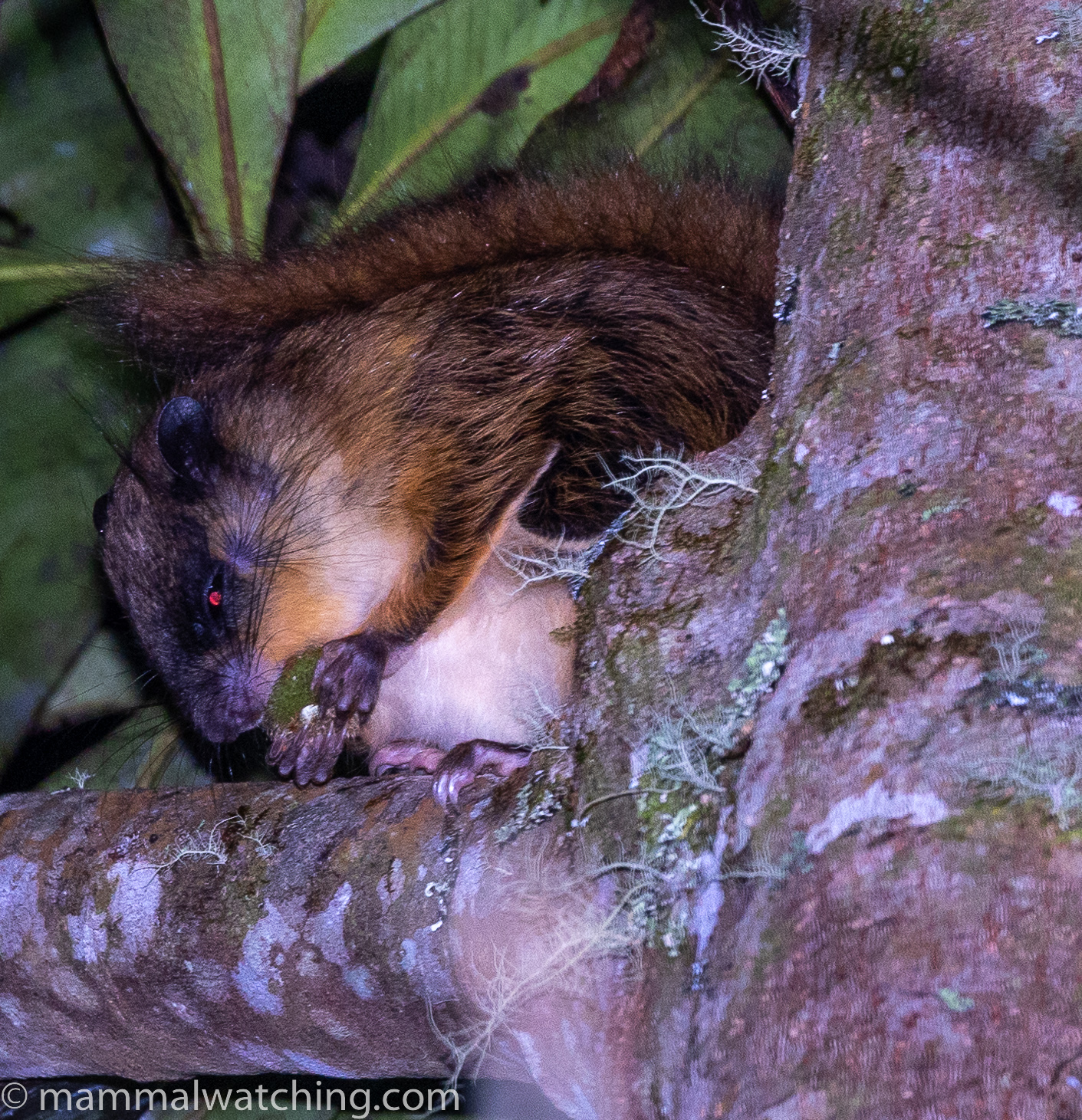 Sabah, Borneo, July 2022 - Mammal Watching