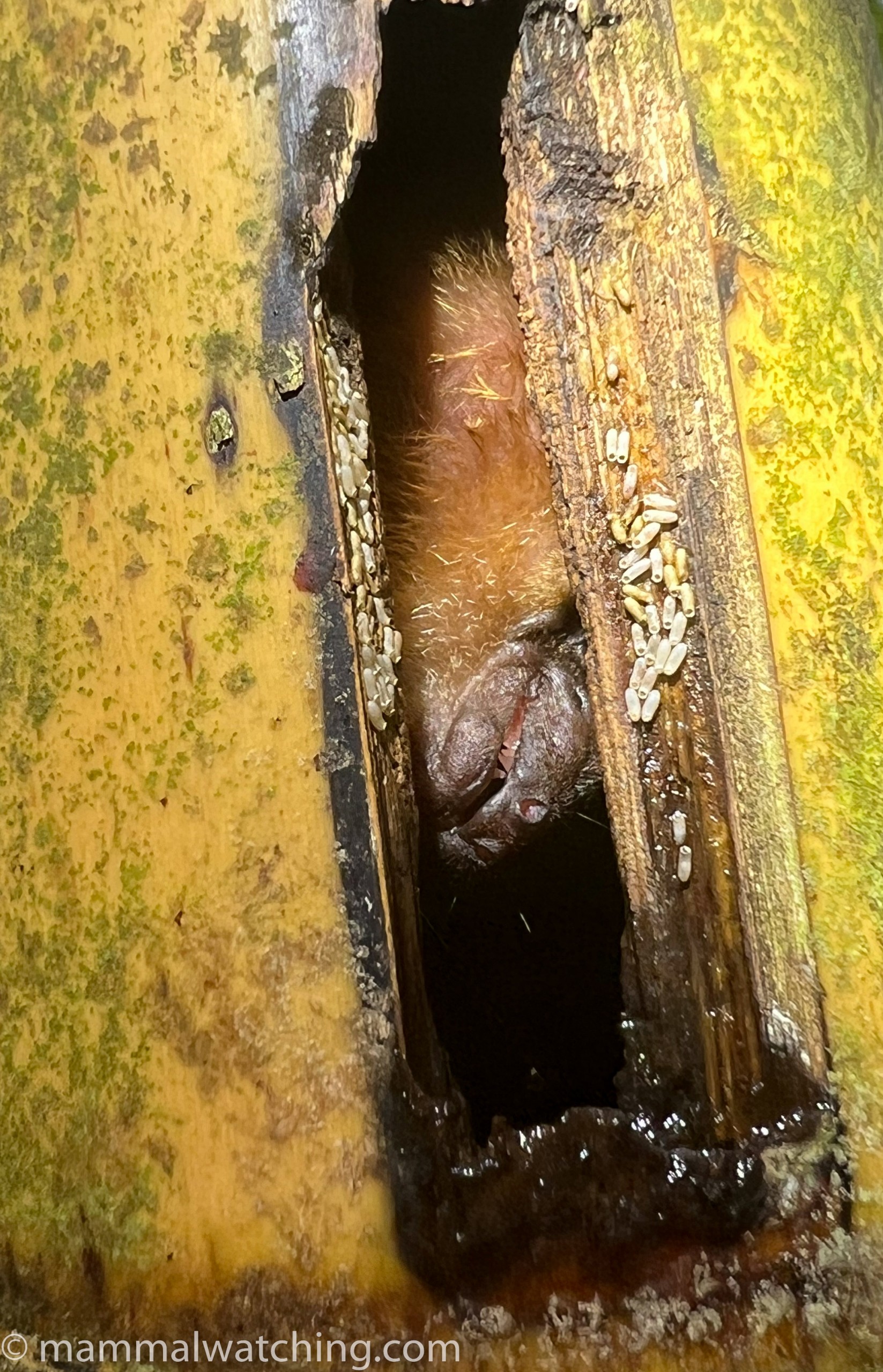 Twenty four hours in Singapore - Mammal Watching