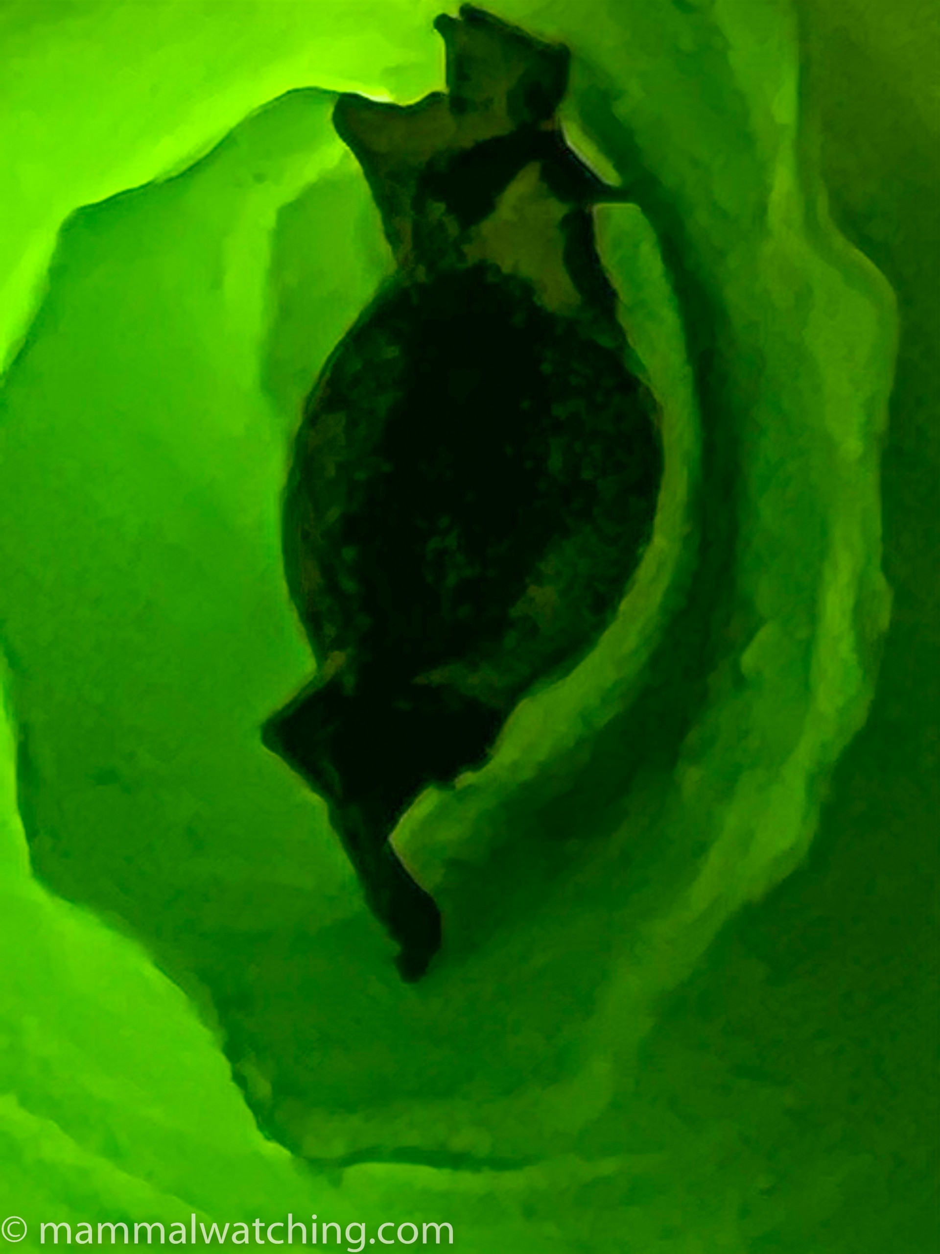 Twenty four hours in Singapore - Mammal Watching