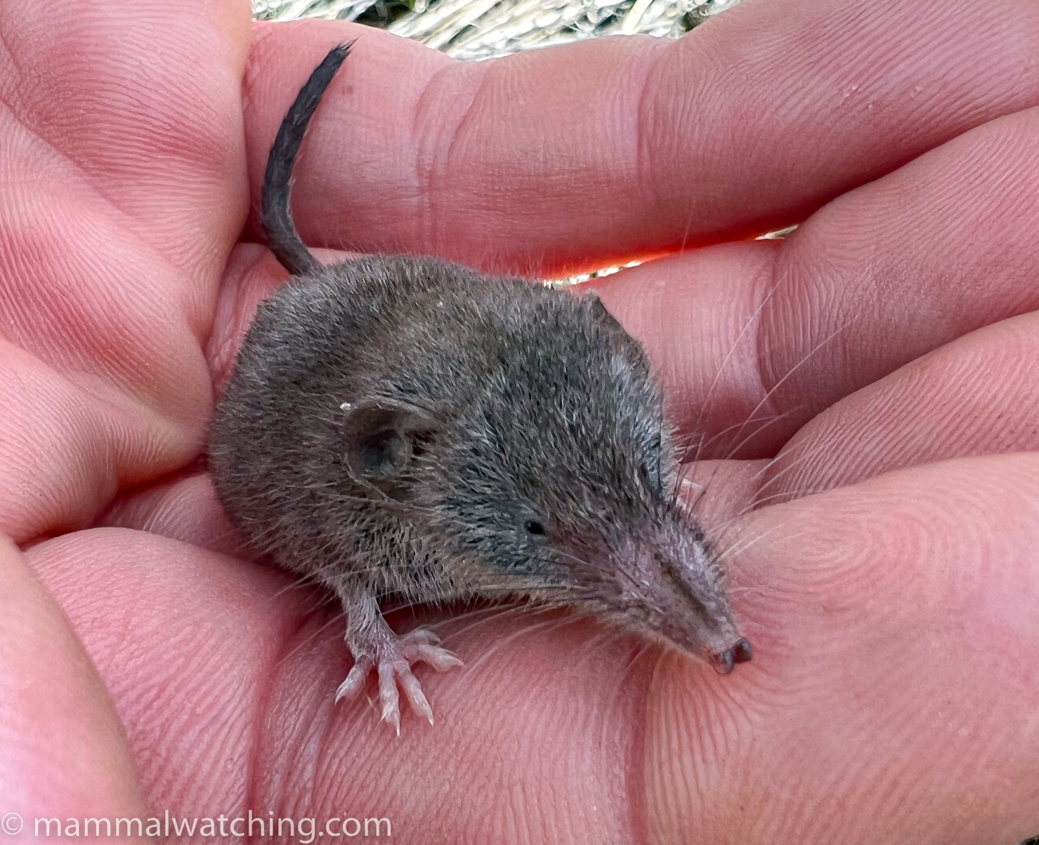 Romanian Hamsters Revisited: Bulgaria, 2022 - Mammal Watching