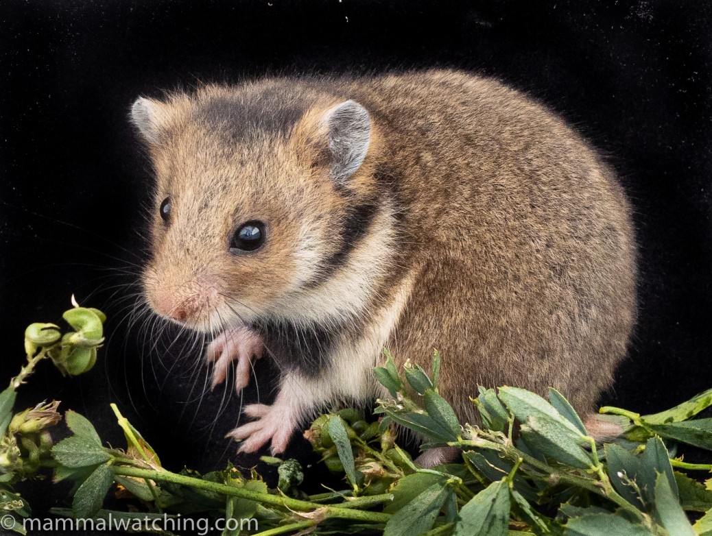 Romanian Hamsters Revisited: Bulgaria, 2022 - Mammal Watching
