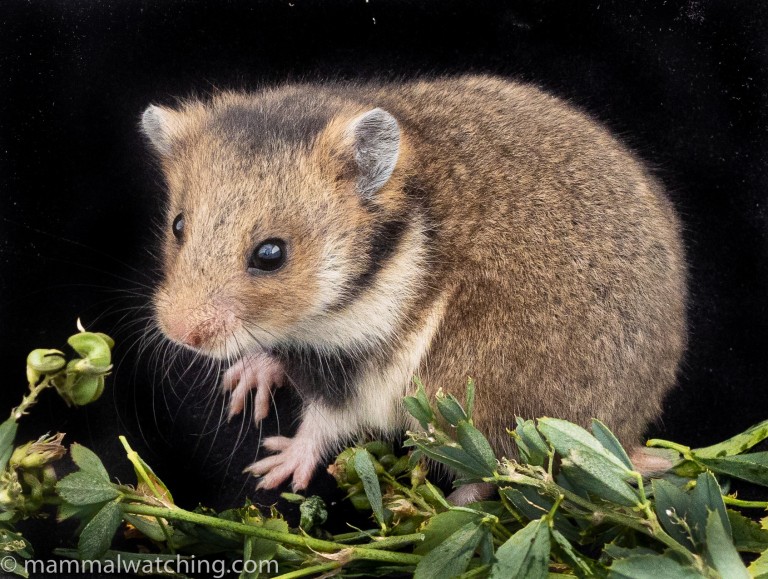 Romanian Hamsters Revisited: Bulgaria, 2022 - Mammal Watching