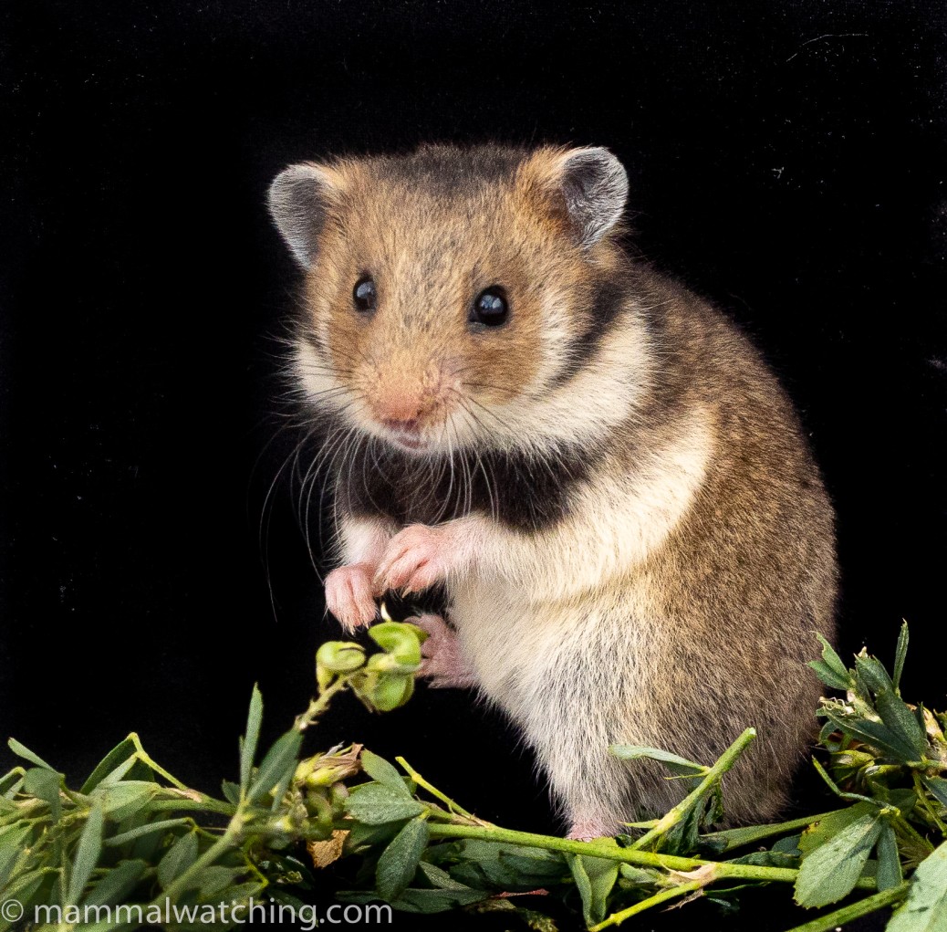 Romanian Hamsters Revisited: Bulgaria, 2022 - Mammal Watching