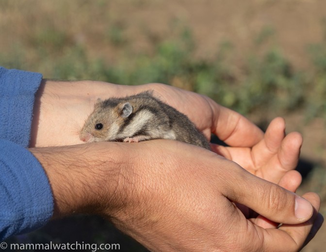 Romanian Hamsters Revisited: Bulgaria, 2022 - Mammal Watching