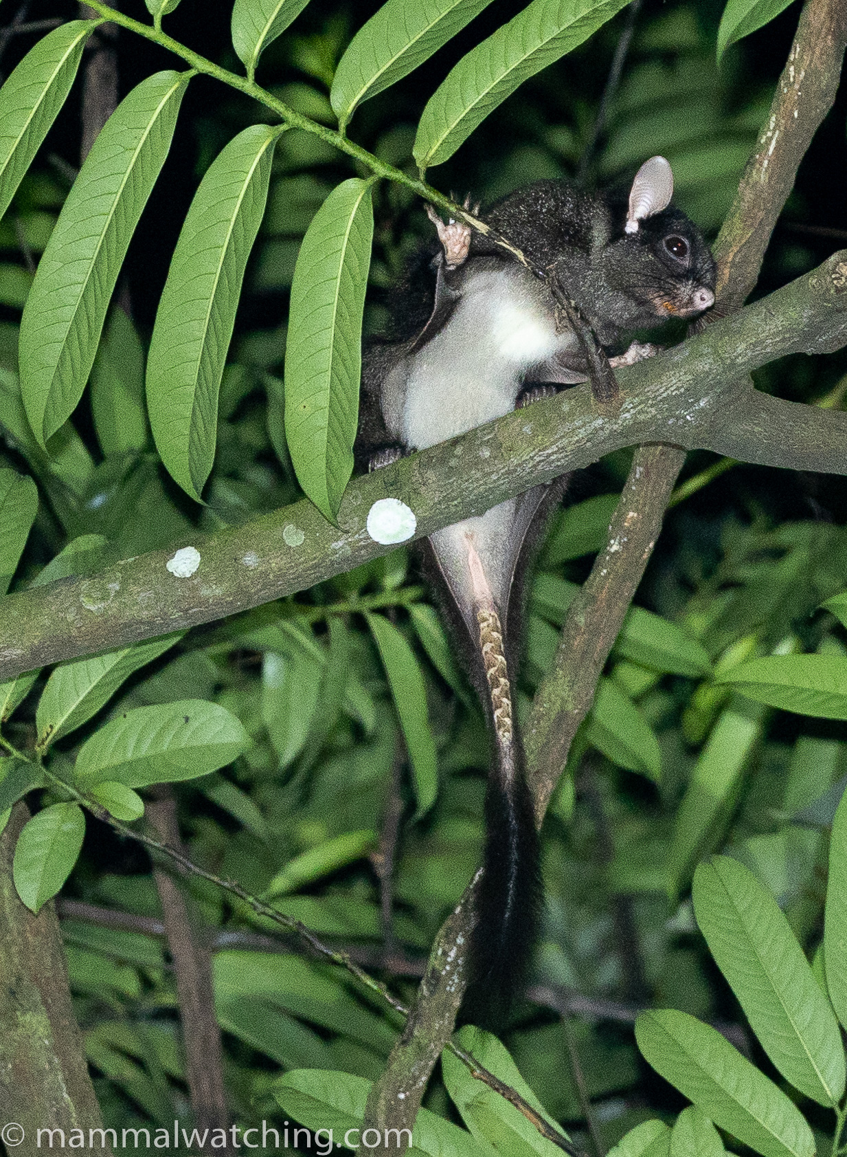 Bioko Island – Mammal Watching