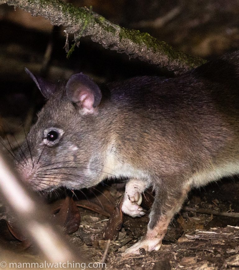 Bioko Island, January 2023 – Mammal Watching