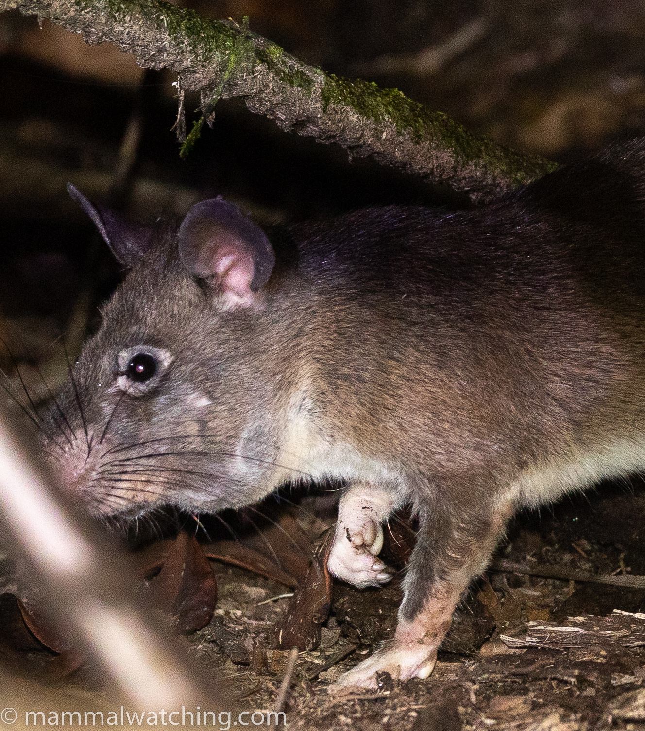 Bioko Island January 2023 Mammal Watching