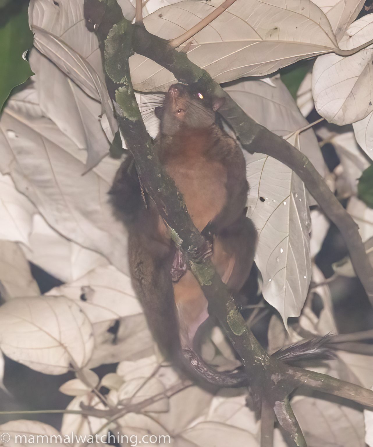 Bioko Island, January 2023 – Mammal Watching
