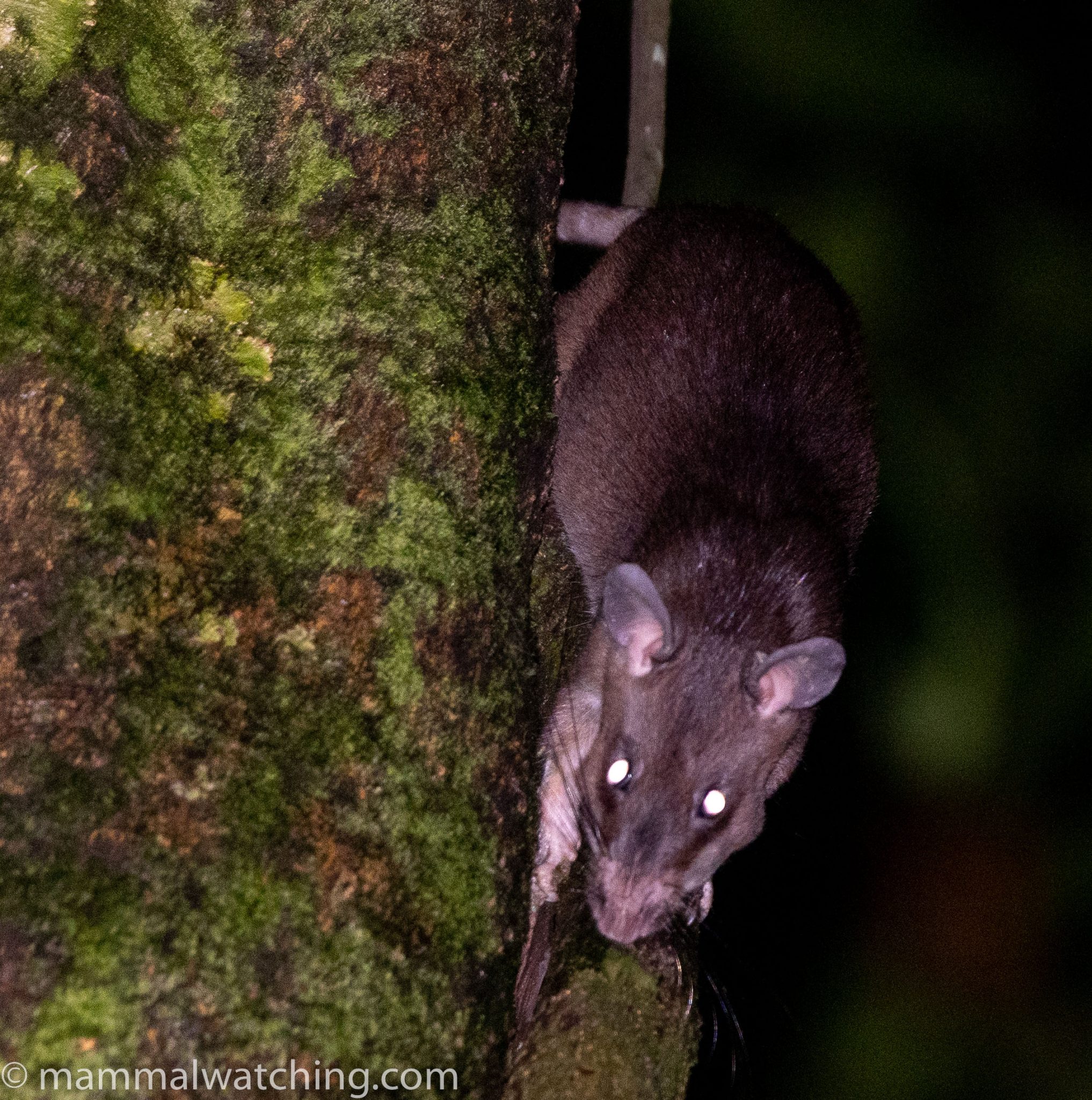 Bioko Island January 2023 Mammal Watching