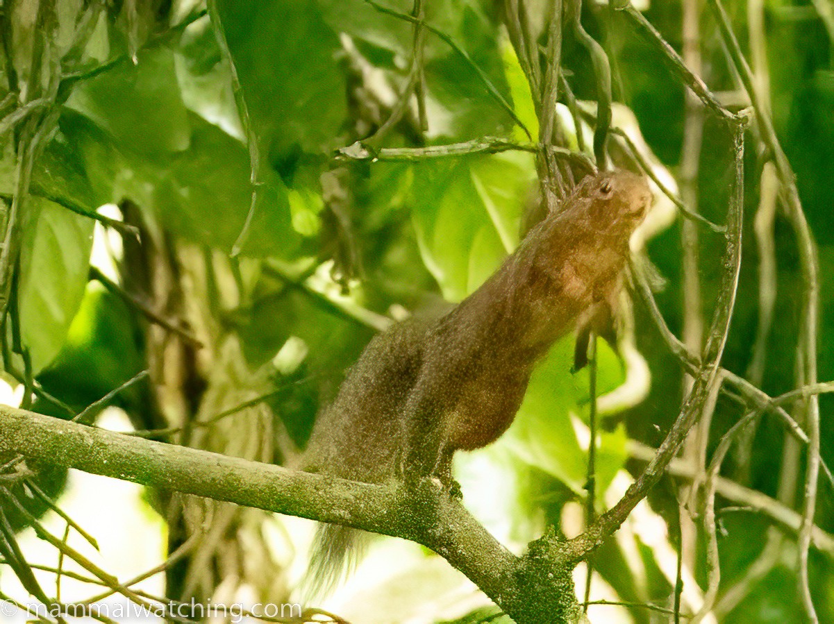 Bioko Island, January 2023 – Mammal Watching