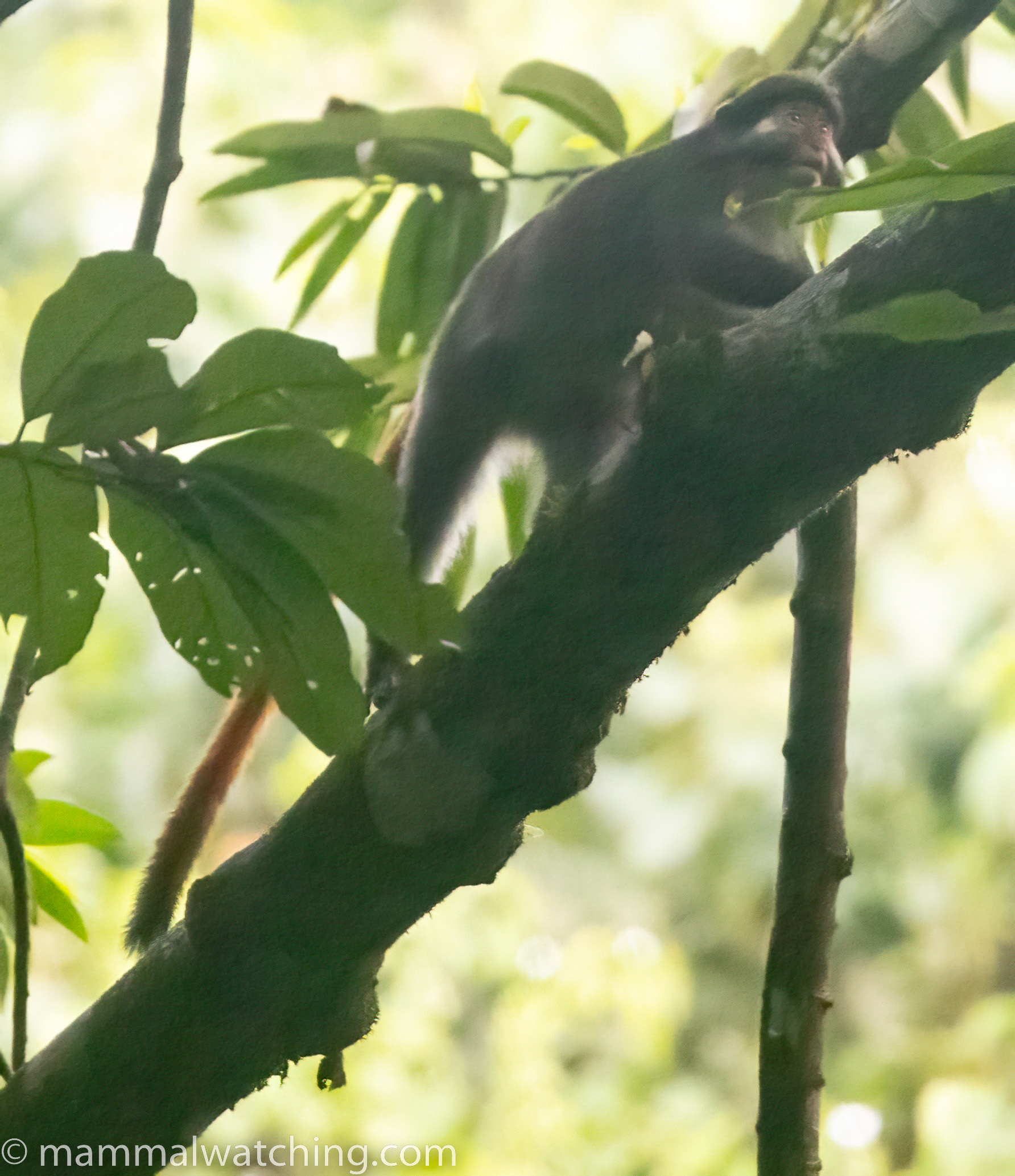 Bioko Island January 2023 Mammal Watching