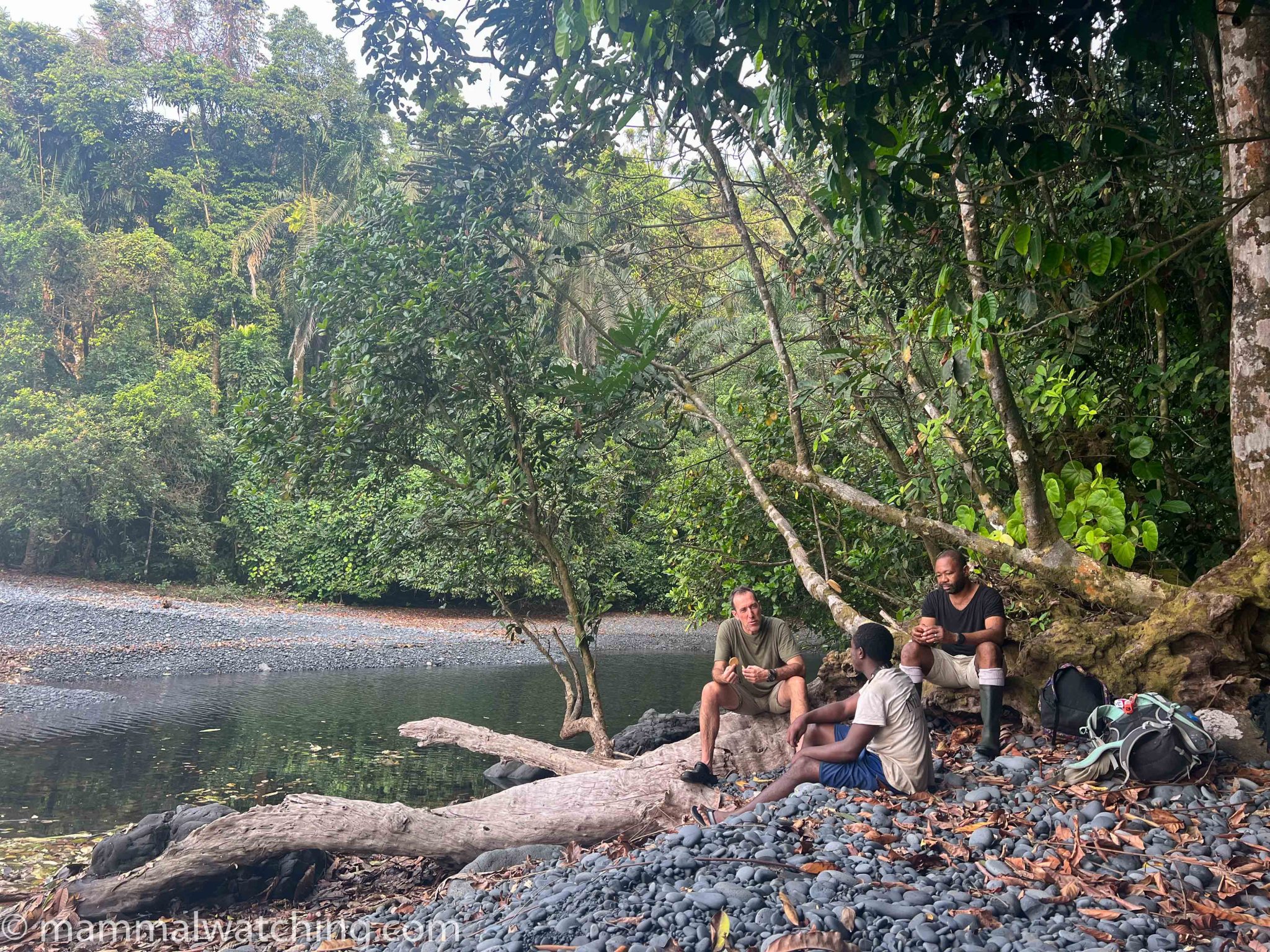 Bioko Island, January 2023 – Mammal Watching