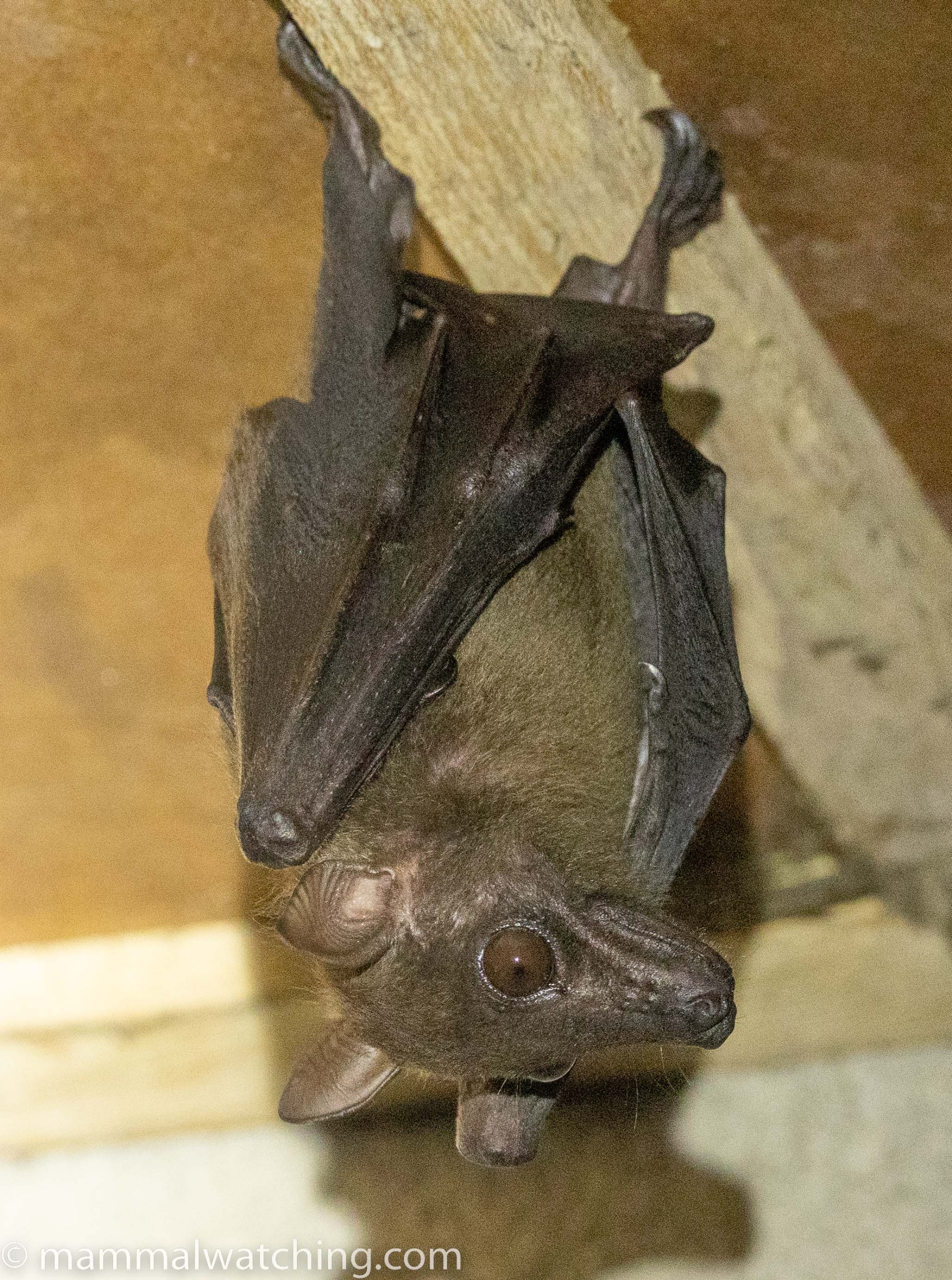 Bioko Island – Mammal Watching