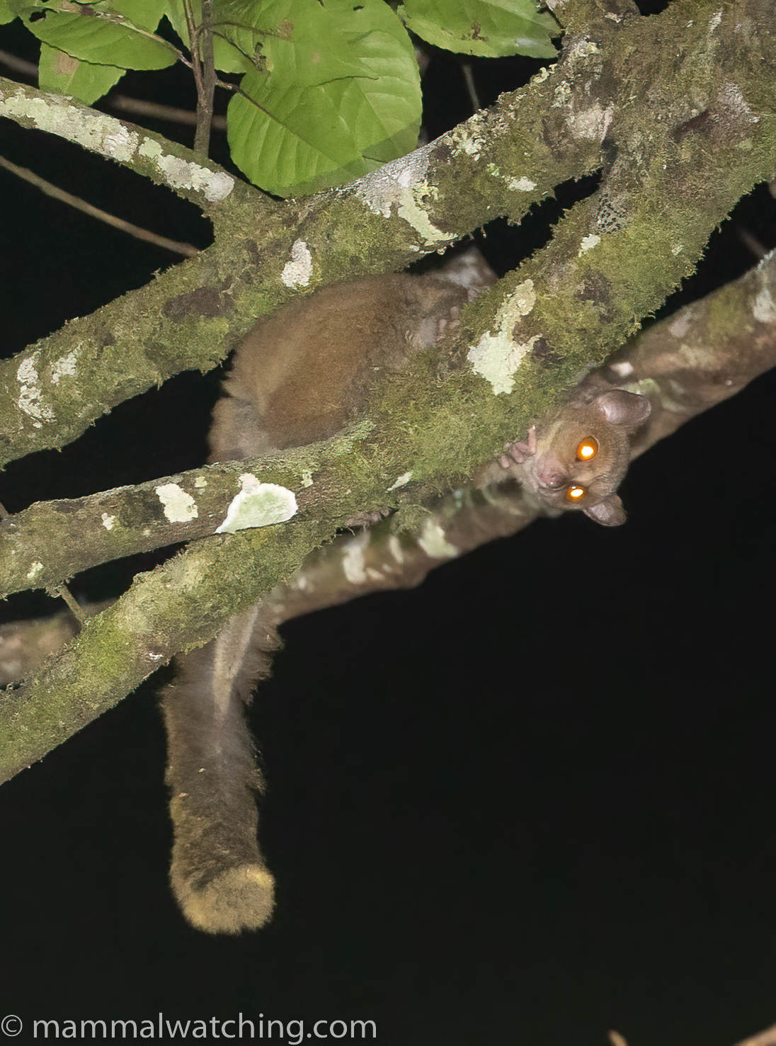 Bioko Island, January 2023 – Mammal Watching