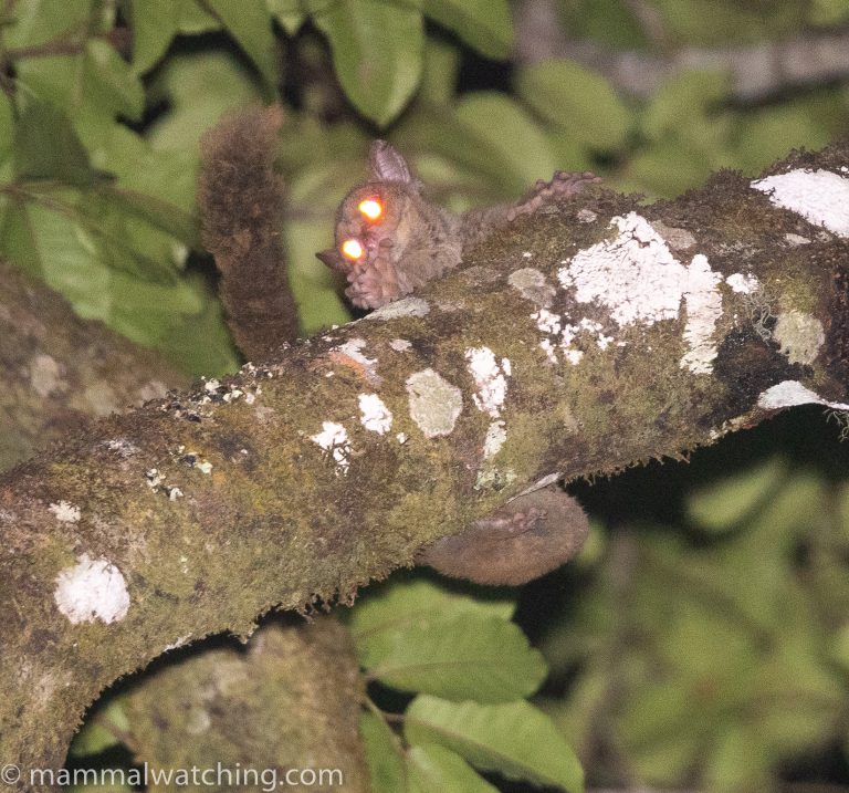 Bioko Island, January 2023 – Mammal Watching