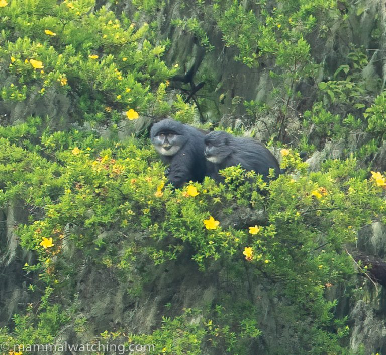Bioko Island, January 2023 – Mammal Watching