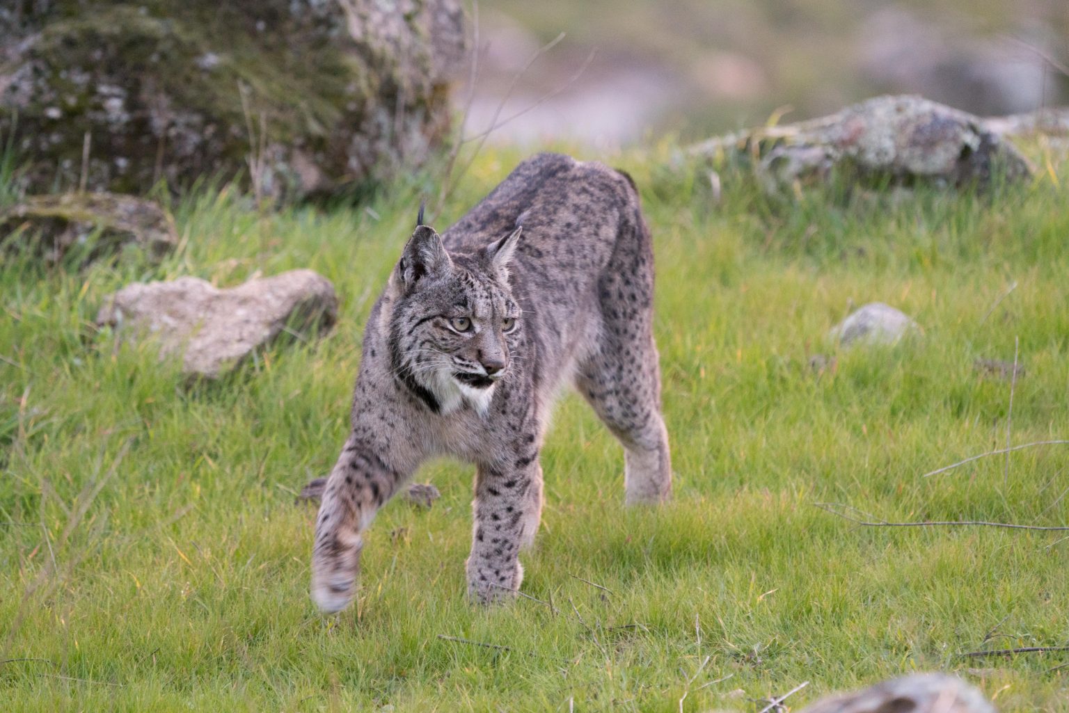 Iberian Lynx in Sierra de Andujar, Spain. Feb 2023 – Mammal Watching