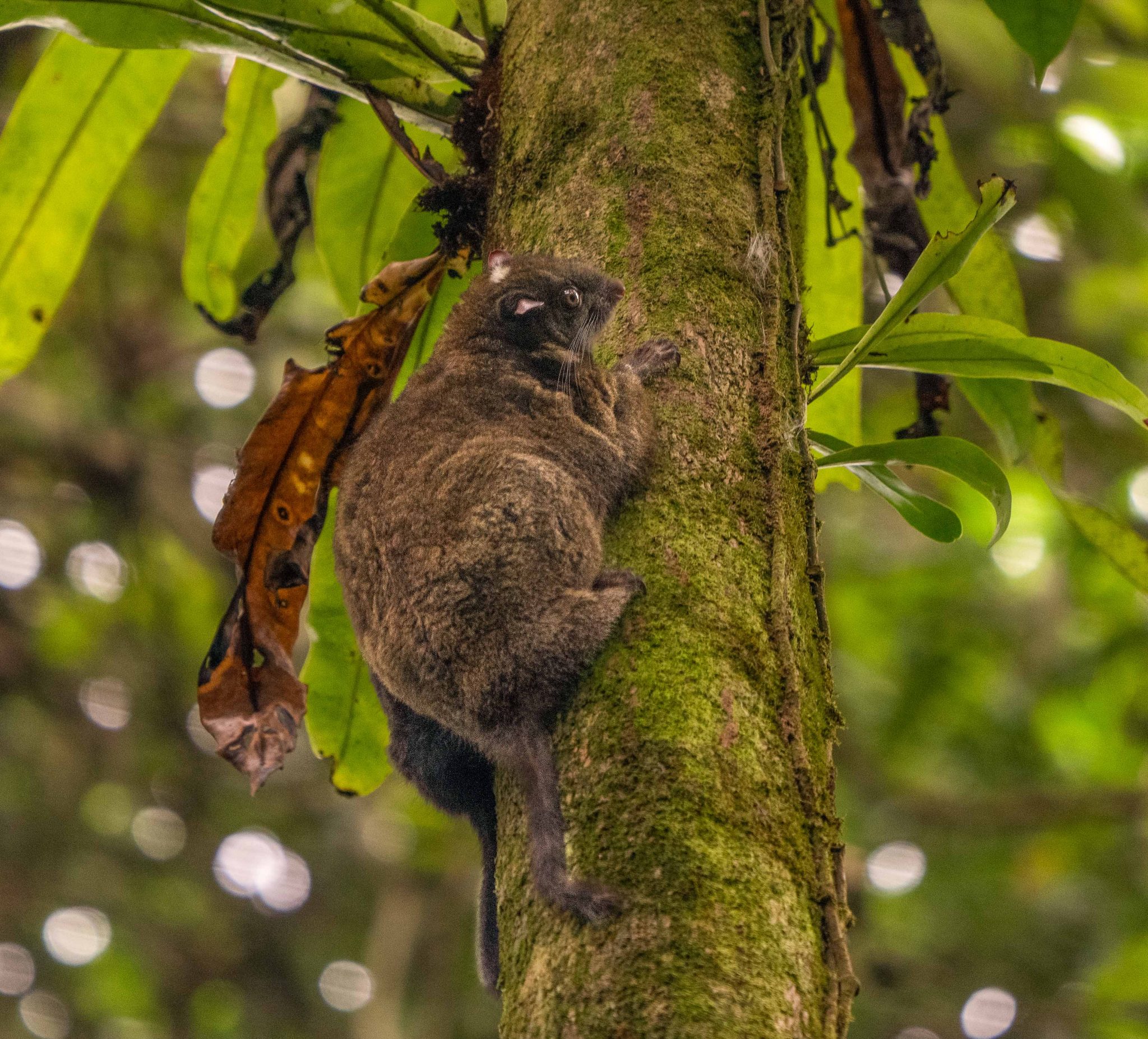 Bioko Island, January 2023 – Mammal Watching