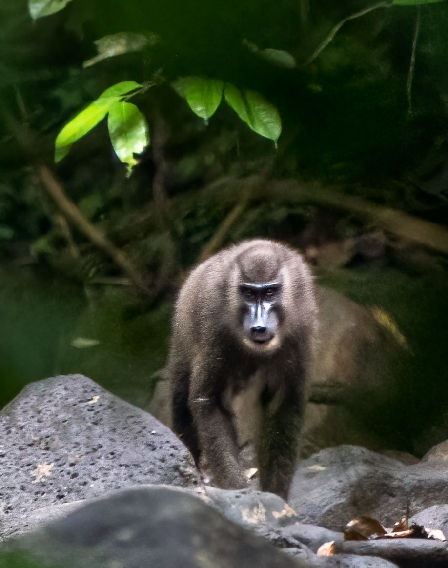 Bioko Island, January 2023 – Mammal Watching
