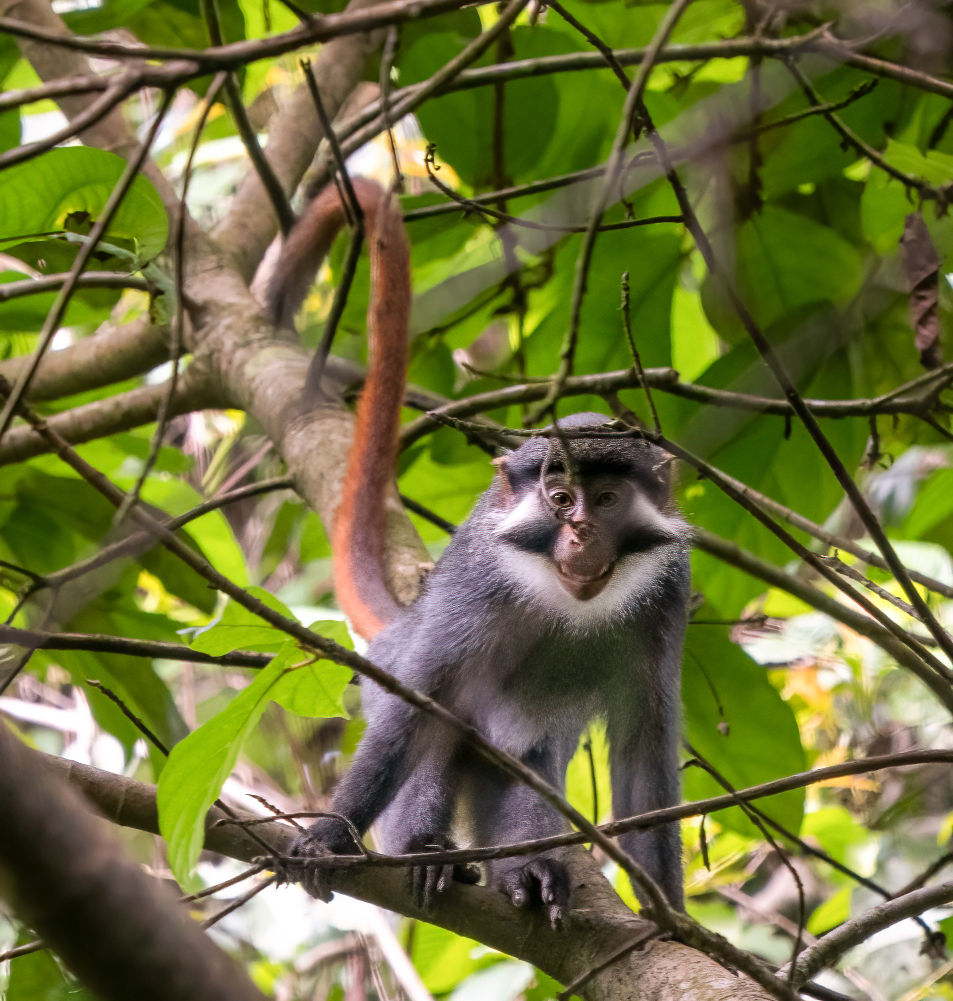 Bioko Island, January 2023 – Mammal Watching