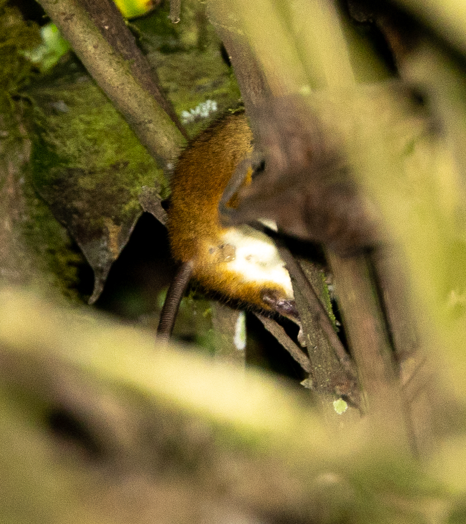 Bioko Island, January 2023 – Mammal Watching