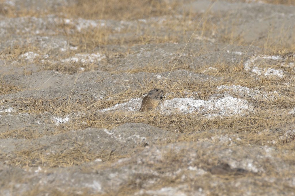 ID Vole/Pika species from Hanle – Ladakh (India) – Mammal Watching