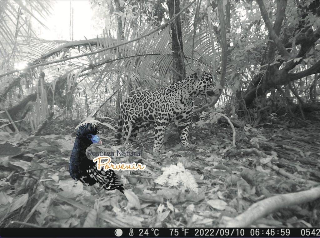 Natural Reserve in Magdalena Medio, Colombia – Mammal Watching