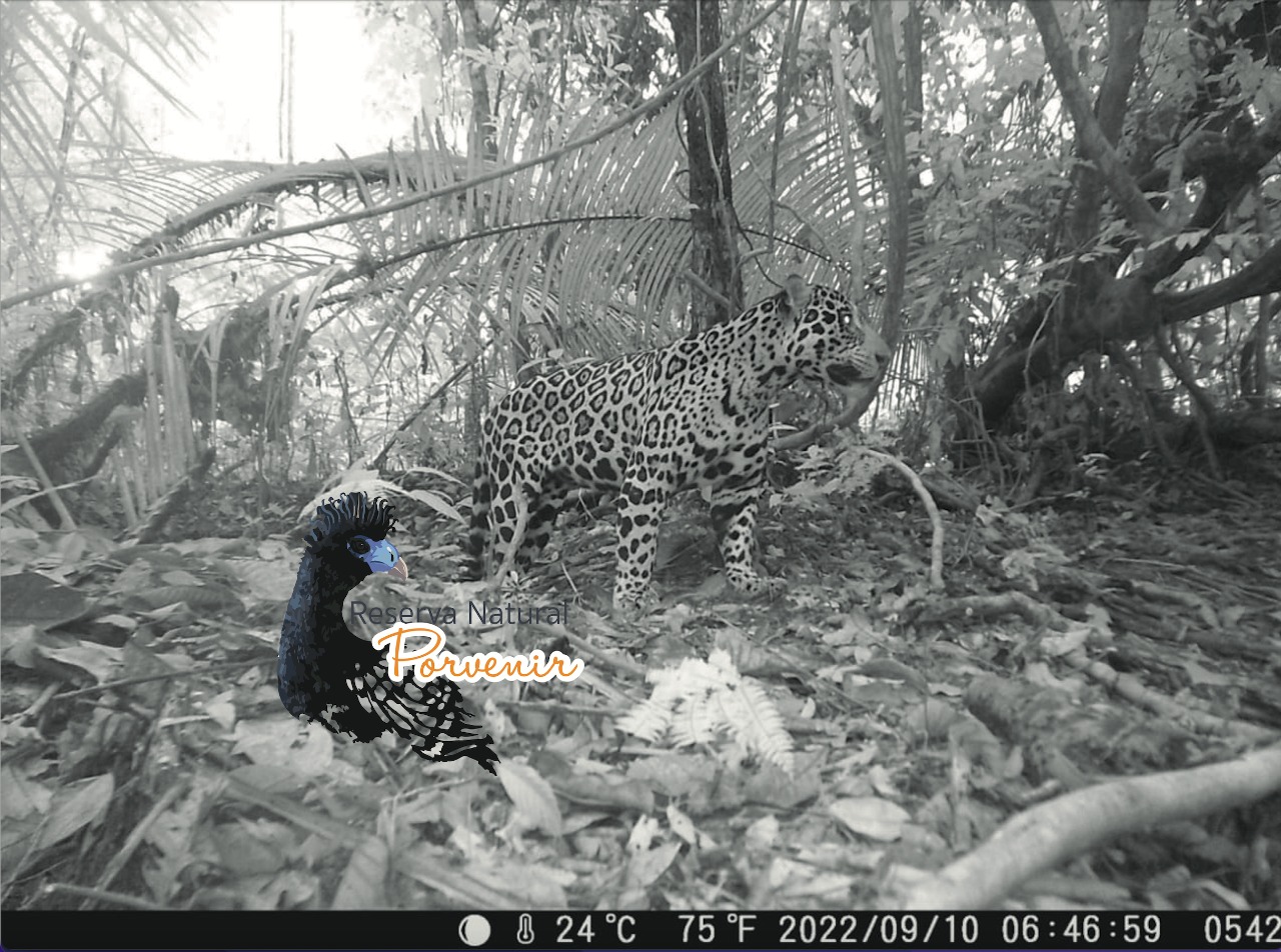Natural Reserve in Magdalena Medio, Colombia – Mammal Watching