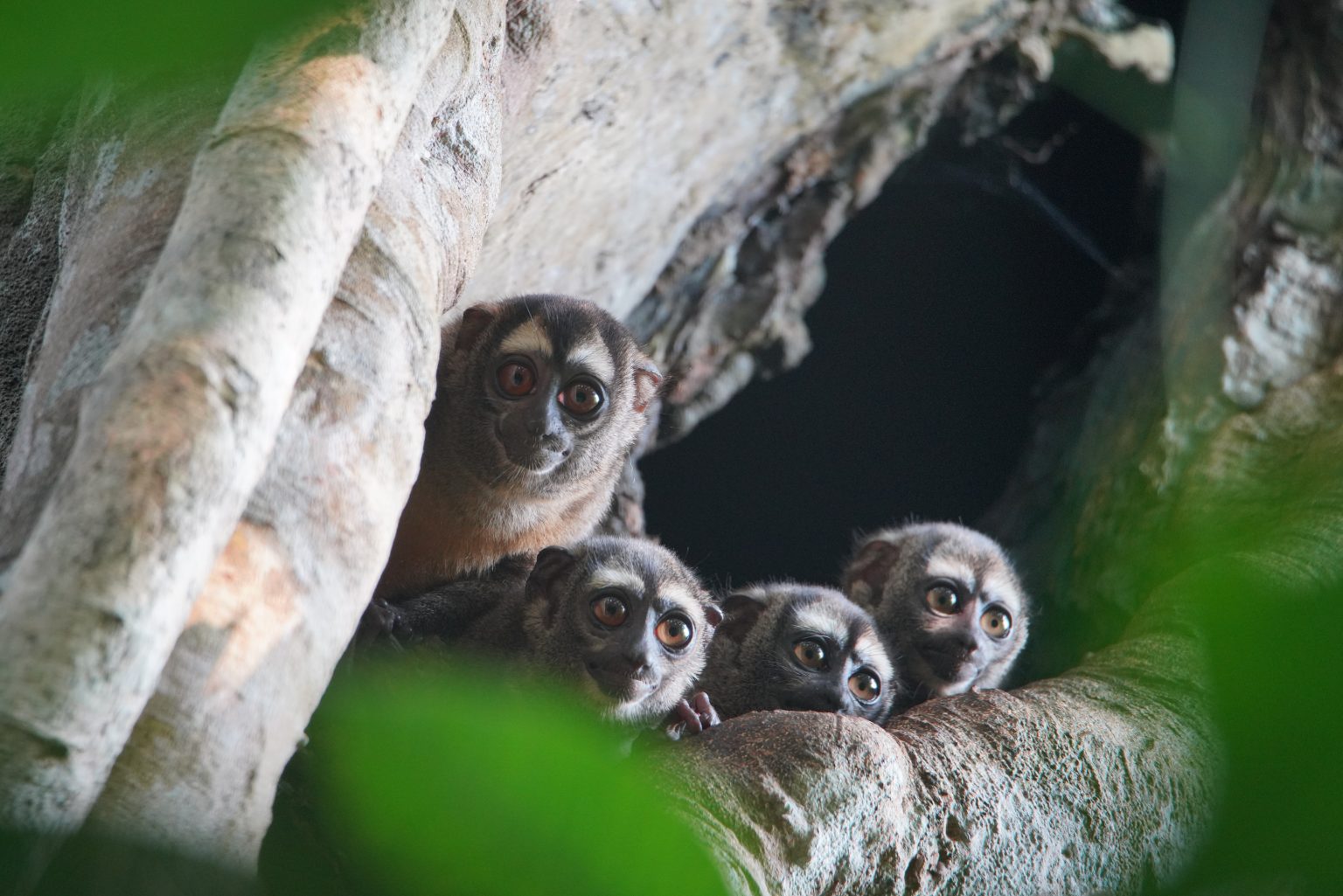 Natural Reserve in Magdalena Medio, Colombia – Mammal Watching